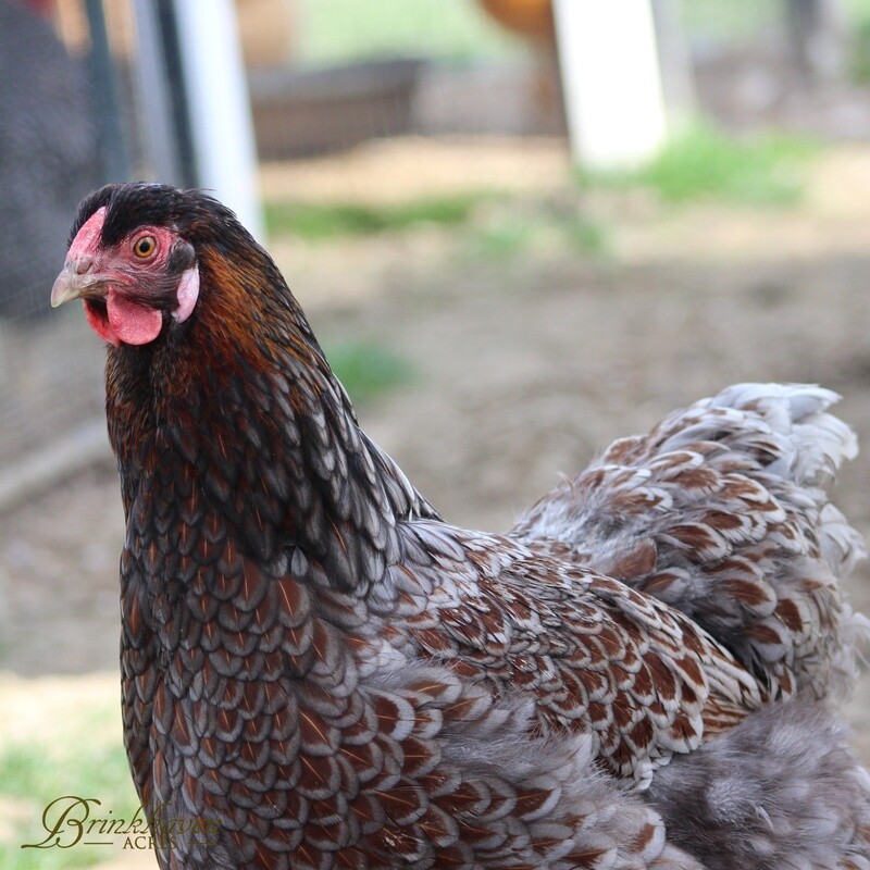 Blue Laced Red Wyandotte