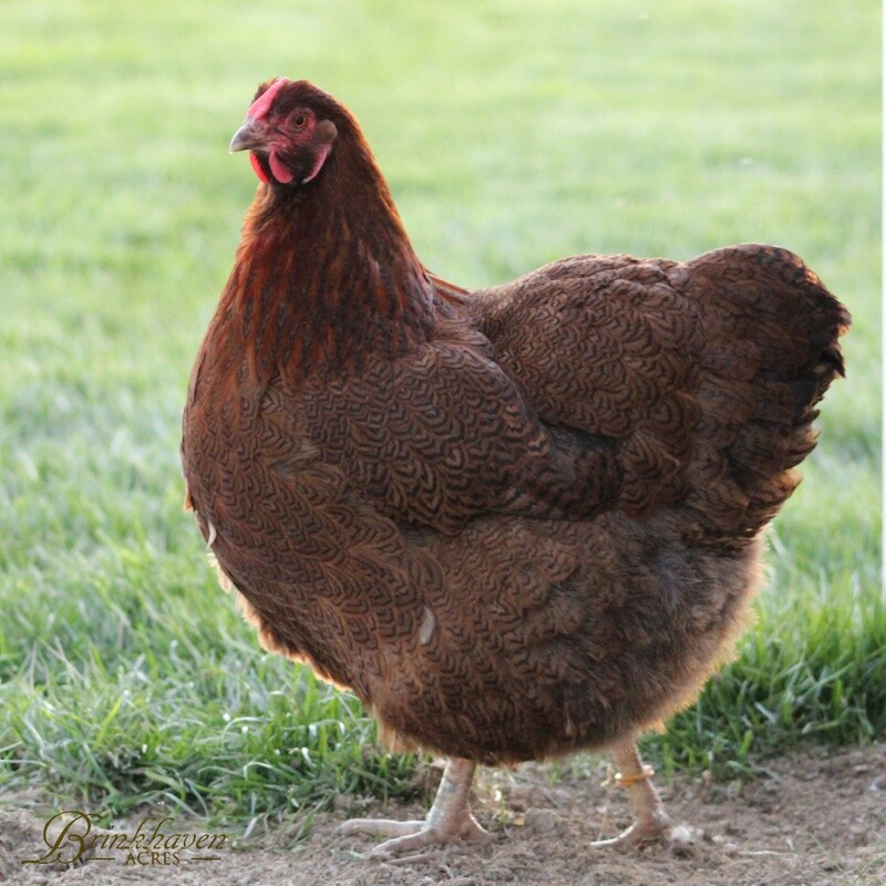 Blue Partridge Wyandotte