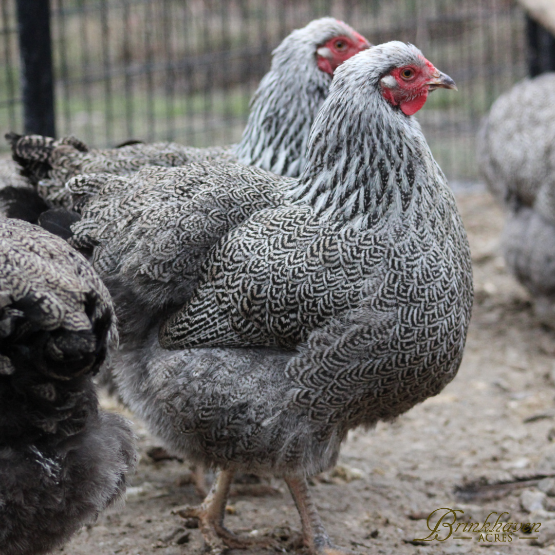 Silver Penciled Wyandotte