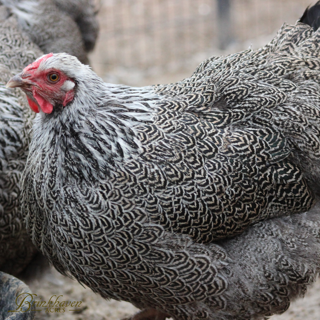 Silver Penciled Rock Chicken