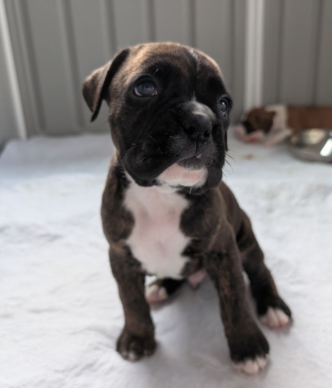 Sunny - Brindle male