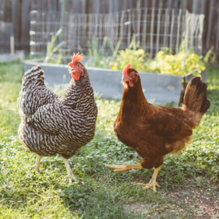 Started Pullets | Hatching Poults With a Broody Turkey Hen | Meyer ...