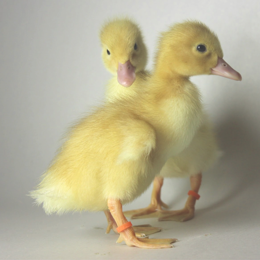 White Golden Layer Ducks