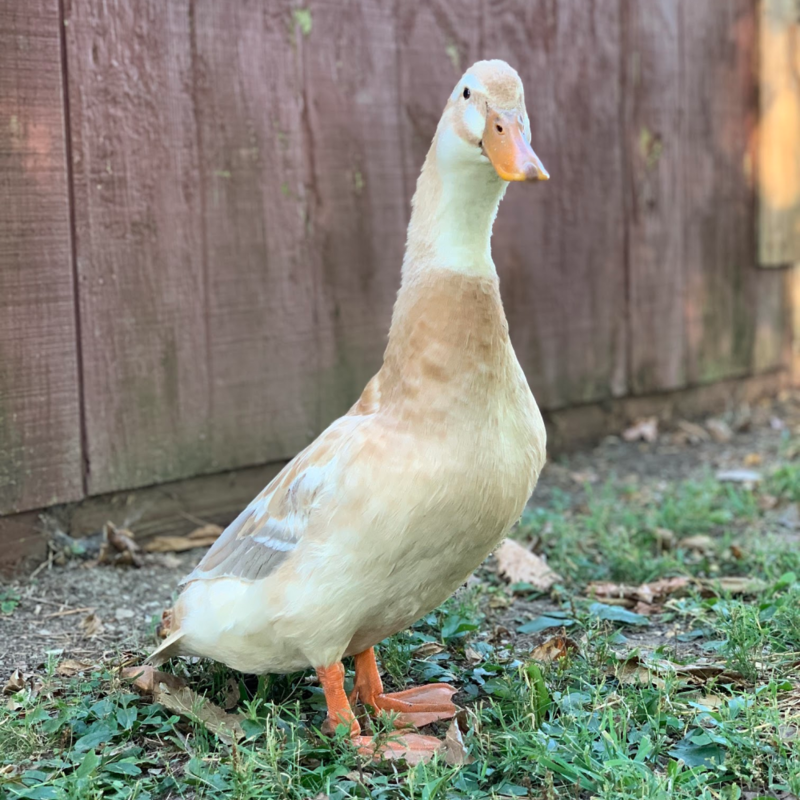 Saxony Mallard