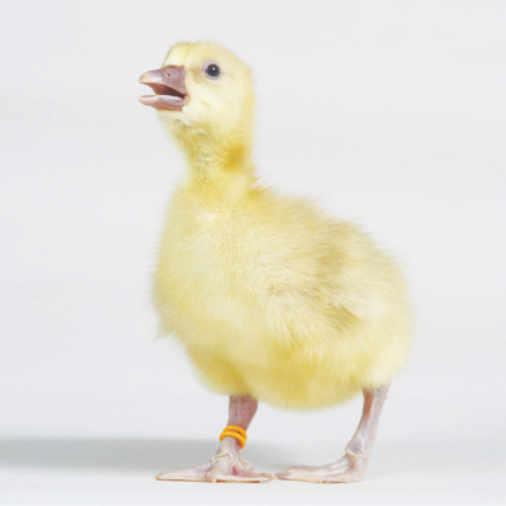 Chocolate Heritage Day Old Turkey Poults