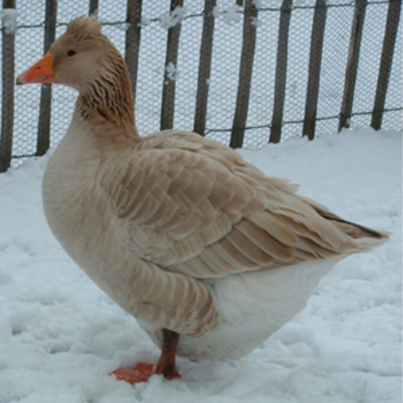 Tufted Buff Day Old Goslings