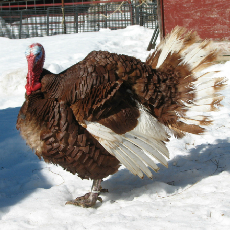 Bourbon Red Turkey Breeding
