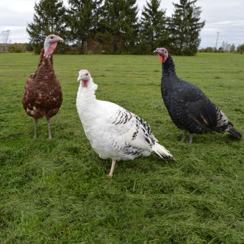 Assorted Heritage Day Old Turkey Poults