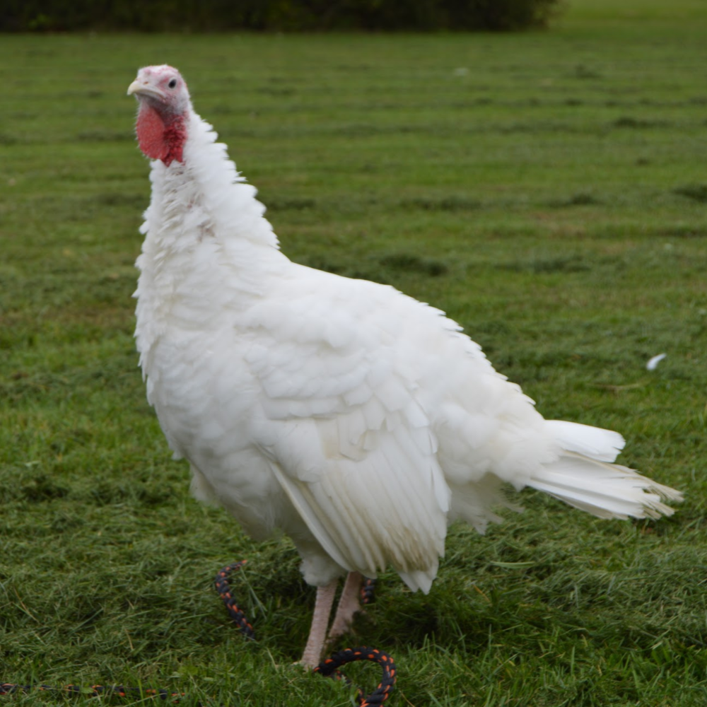 White Midget Turkey Breeders