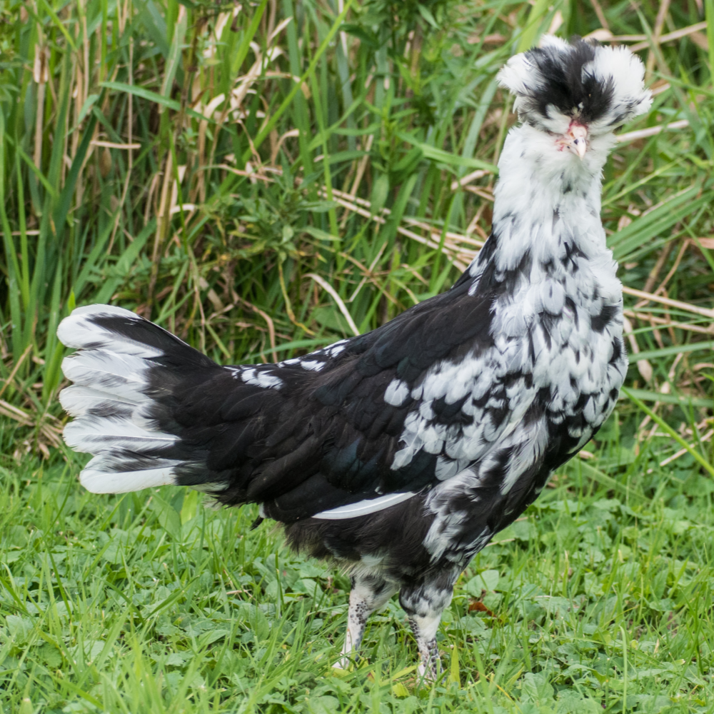 Mottled Houdan Chicken