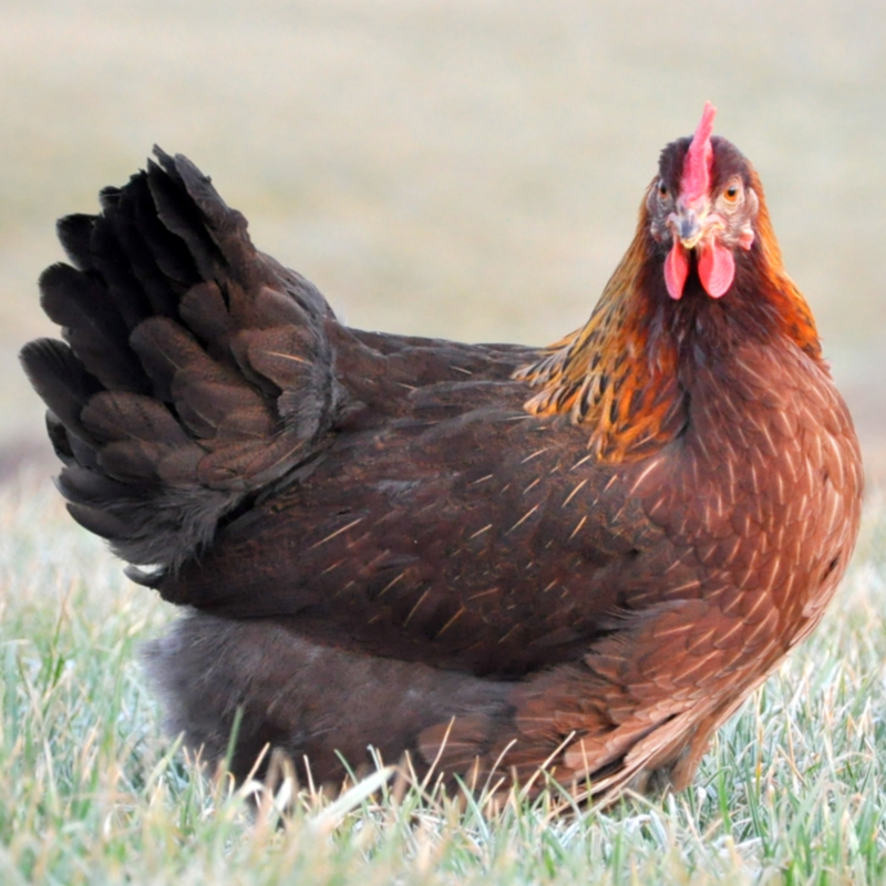 Welsummer Day Old Chicks