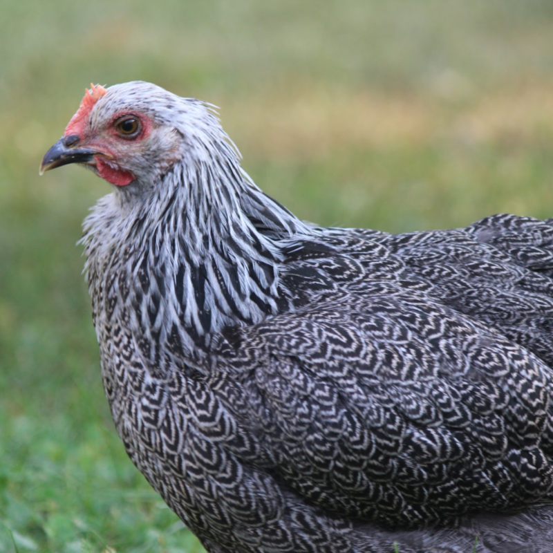 Silver Penciled Rock Chicken