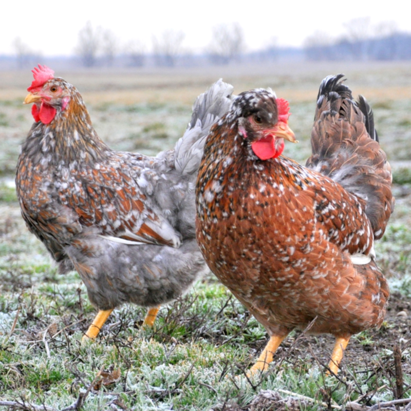 Swedish Flower Hen Hatching Eggs