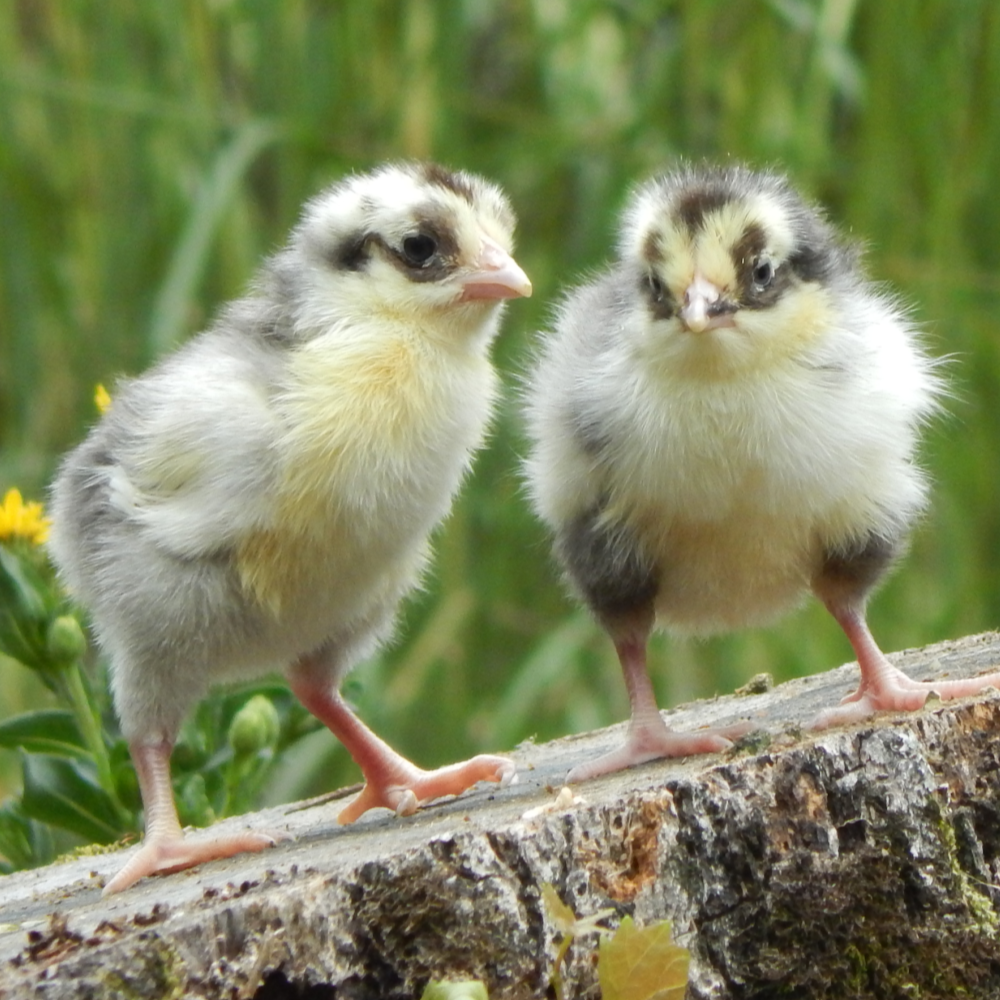 Swedish Flower Hen Hatching Eggs