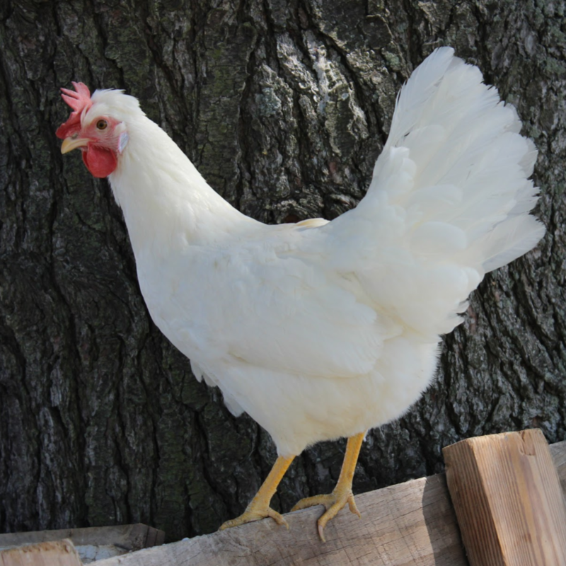 Frost White Legbar Day Old Chicks