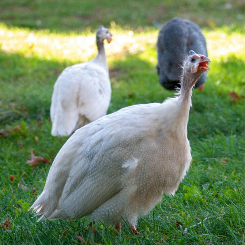 Game Birds and Guinea Fowl