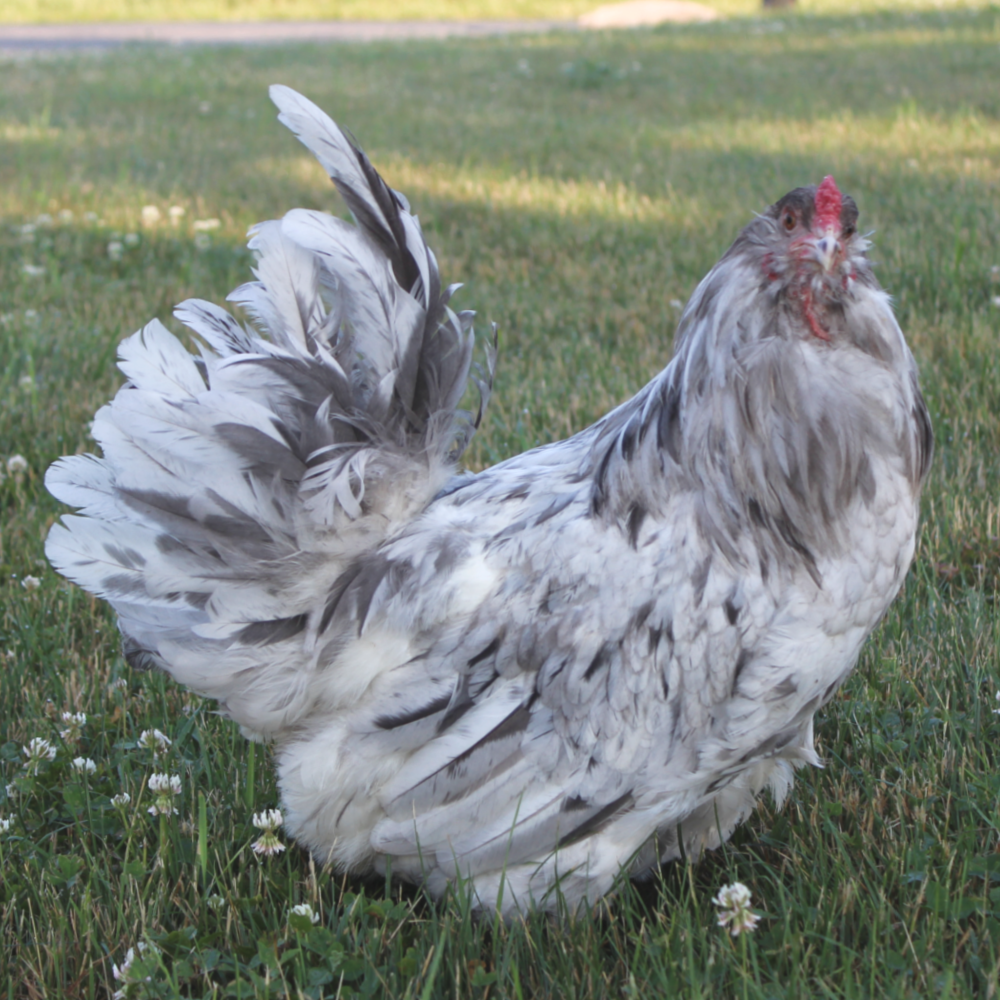 Ameraucana Rooster