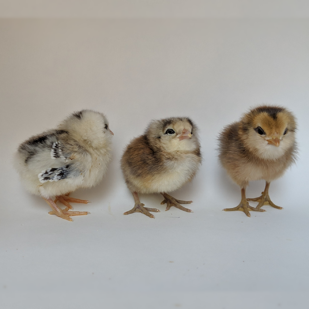 Easter Egger Bantam Eggs