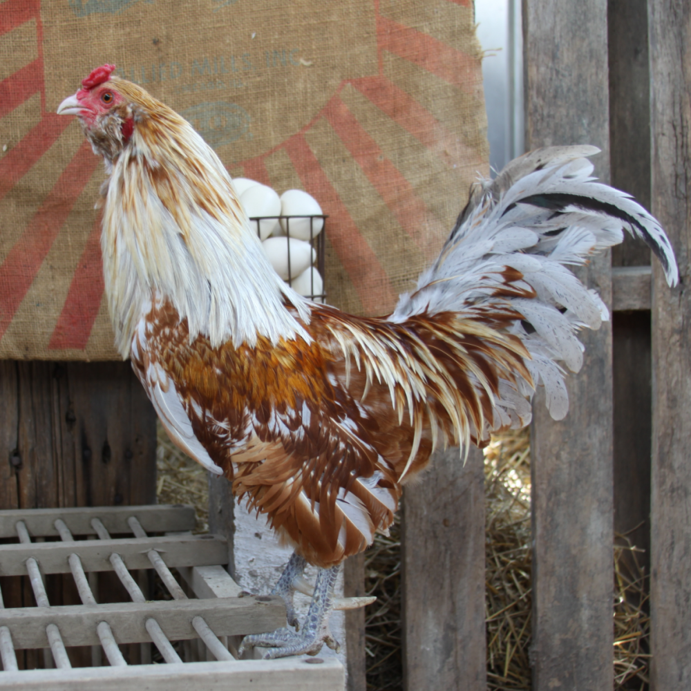 Easter Egger Bantam Chickens