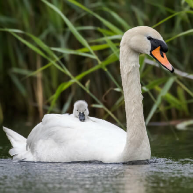 White Mute Swan Breeder Pair
