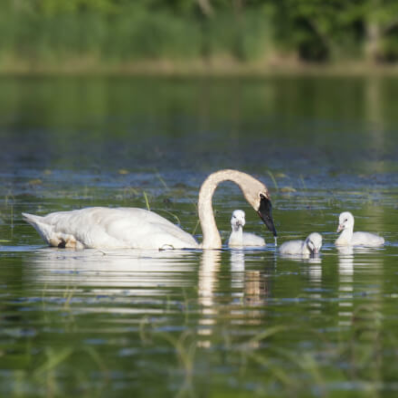 Trumpeter Swan Breeder Pair