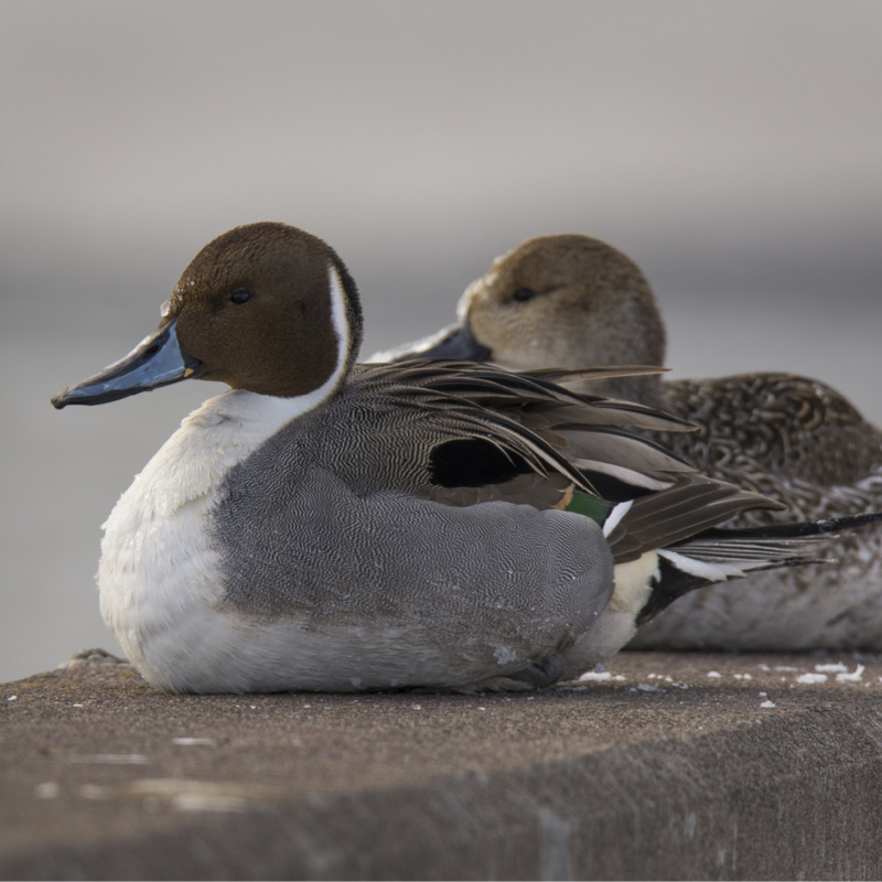 North American Pintail Duck Juvenile Pair