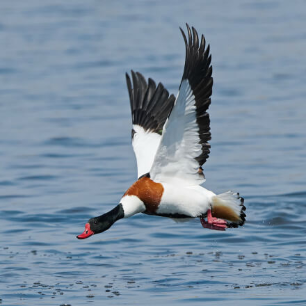 Common Shelduck Juvenile Pair