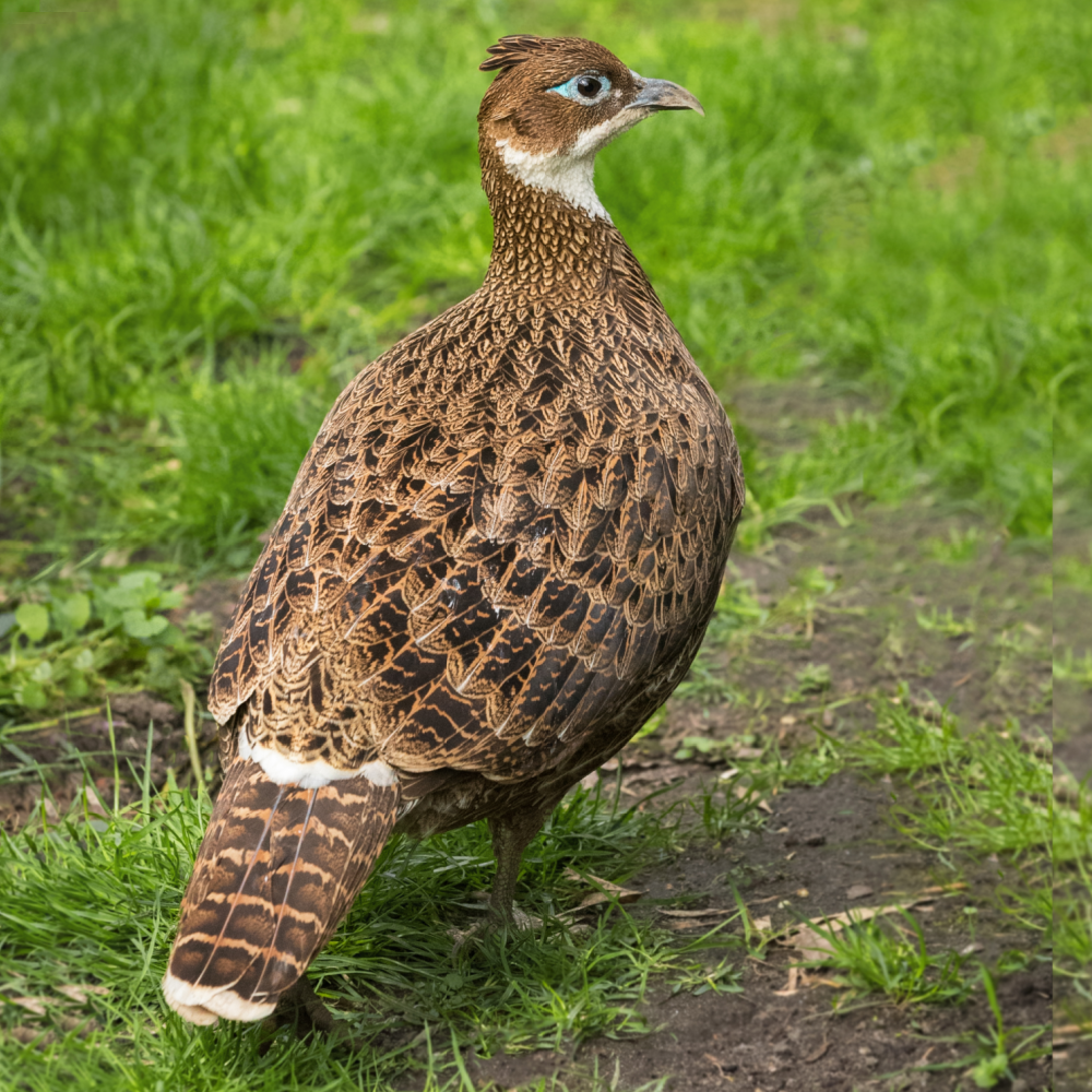Impeyan Pheasant Juvenile Pair