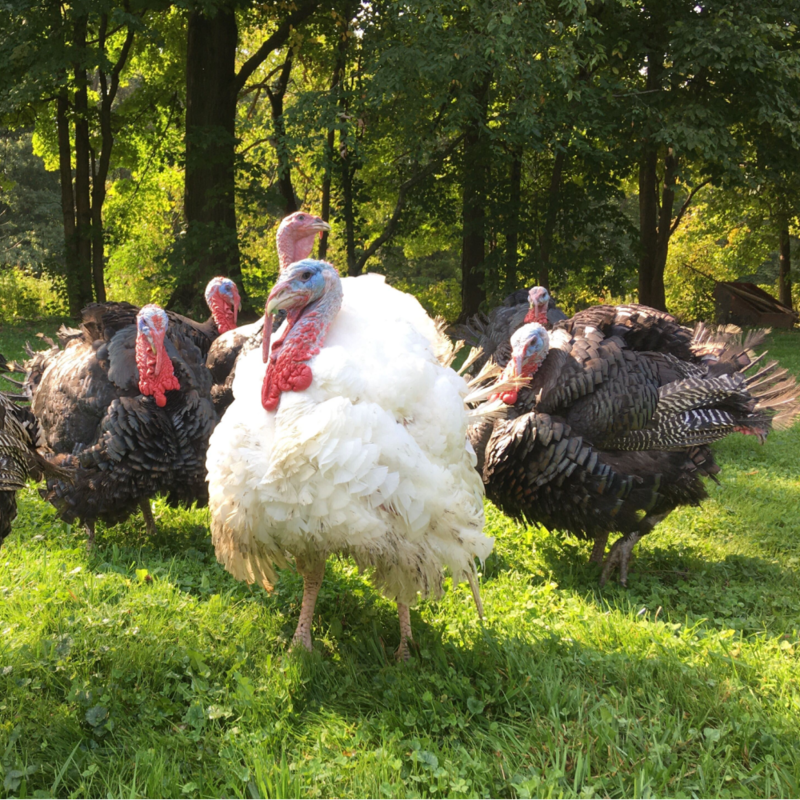 Broad Breasted Turkeys