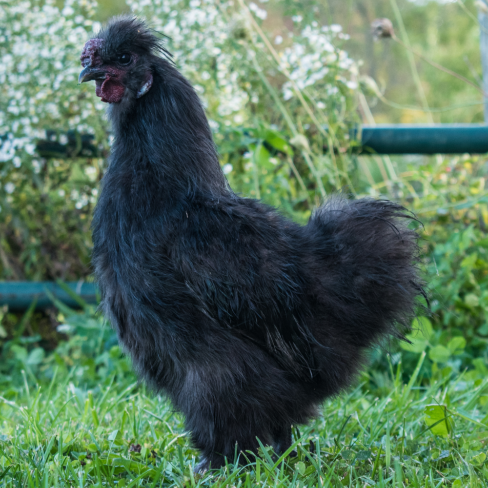 Black Fluffy Chicken