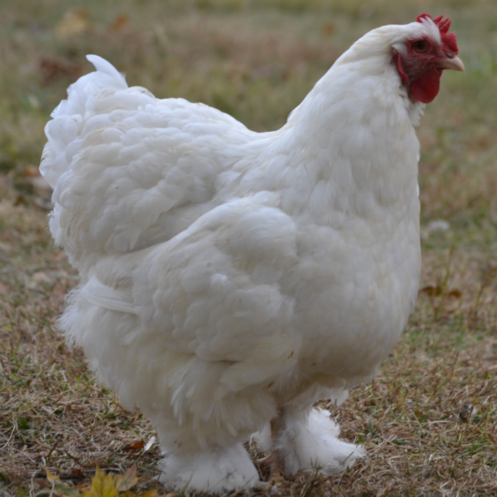 White Cochin Chicks