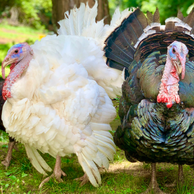 Surplus Broad Breasted Day Old Turkey Poults