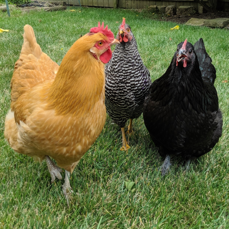 Assorted Started Pullets