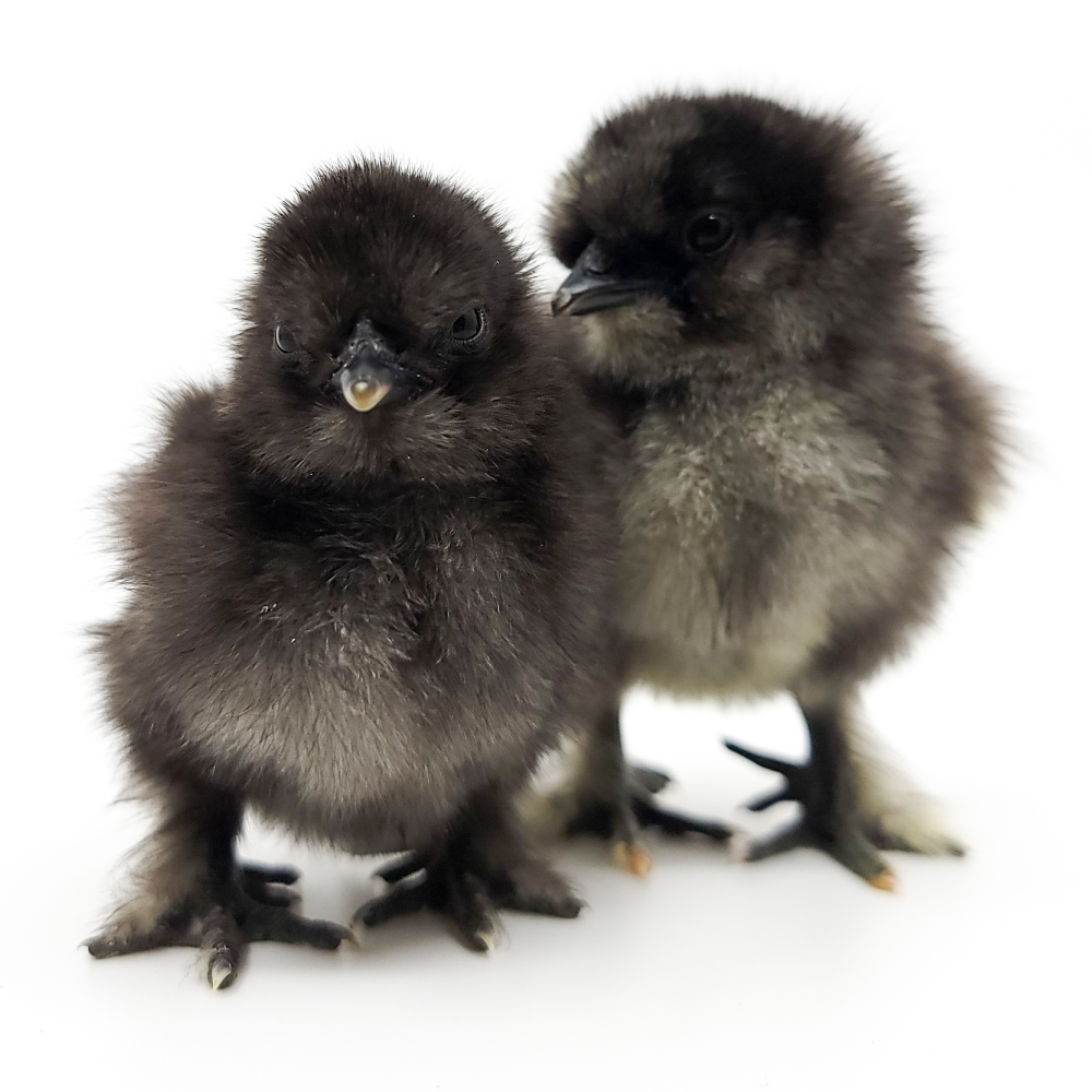 Silkie Bantam Chicks