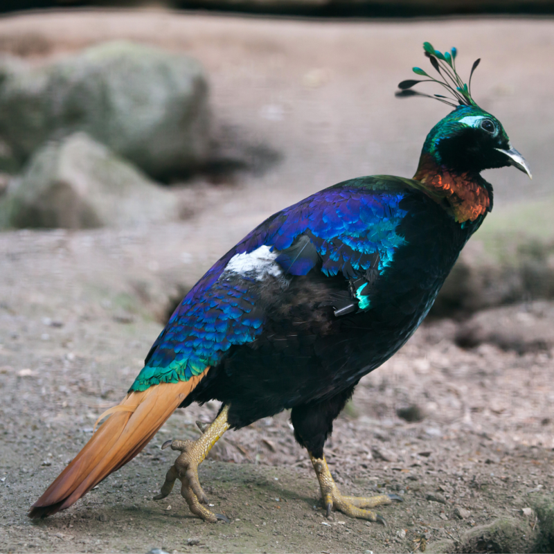 Exotic Pheasants