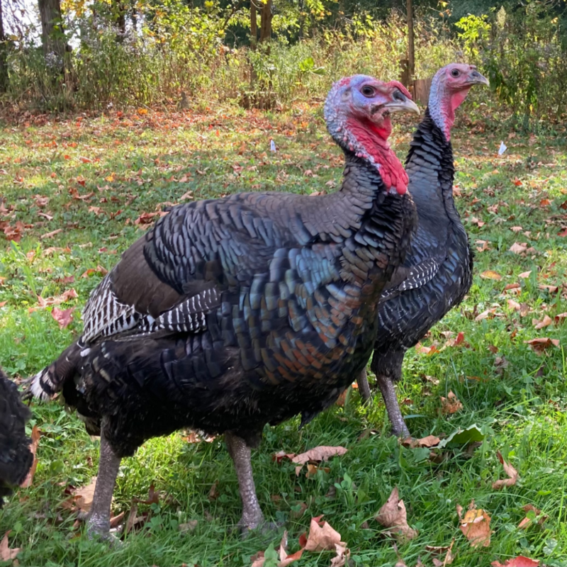 Broad Breasted Turkeys