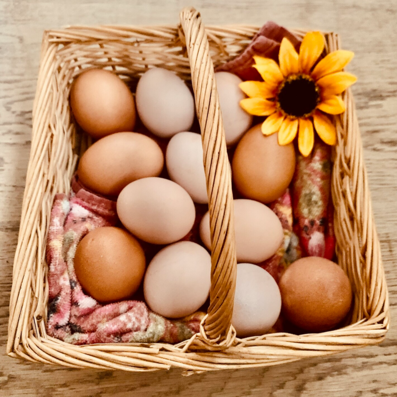 High Production Layer Chickens