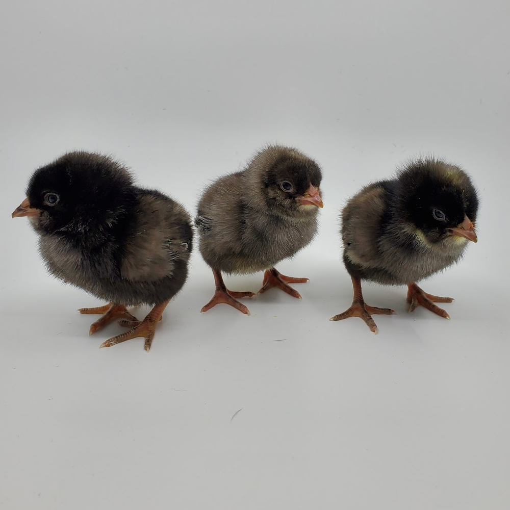 Meyer Hatcherys Lakeside Egger Day Old Chicks