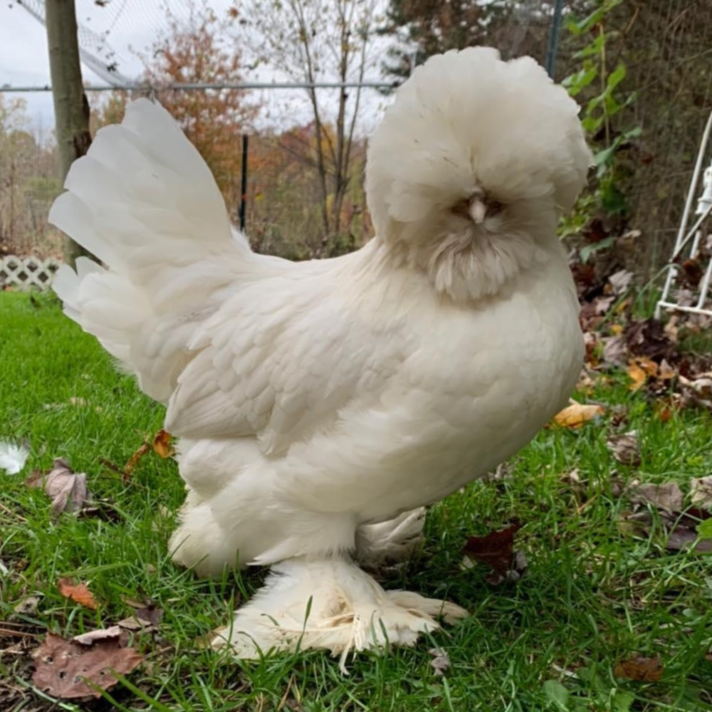 Sultan Chicken