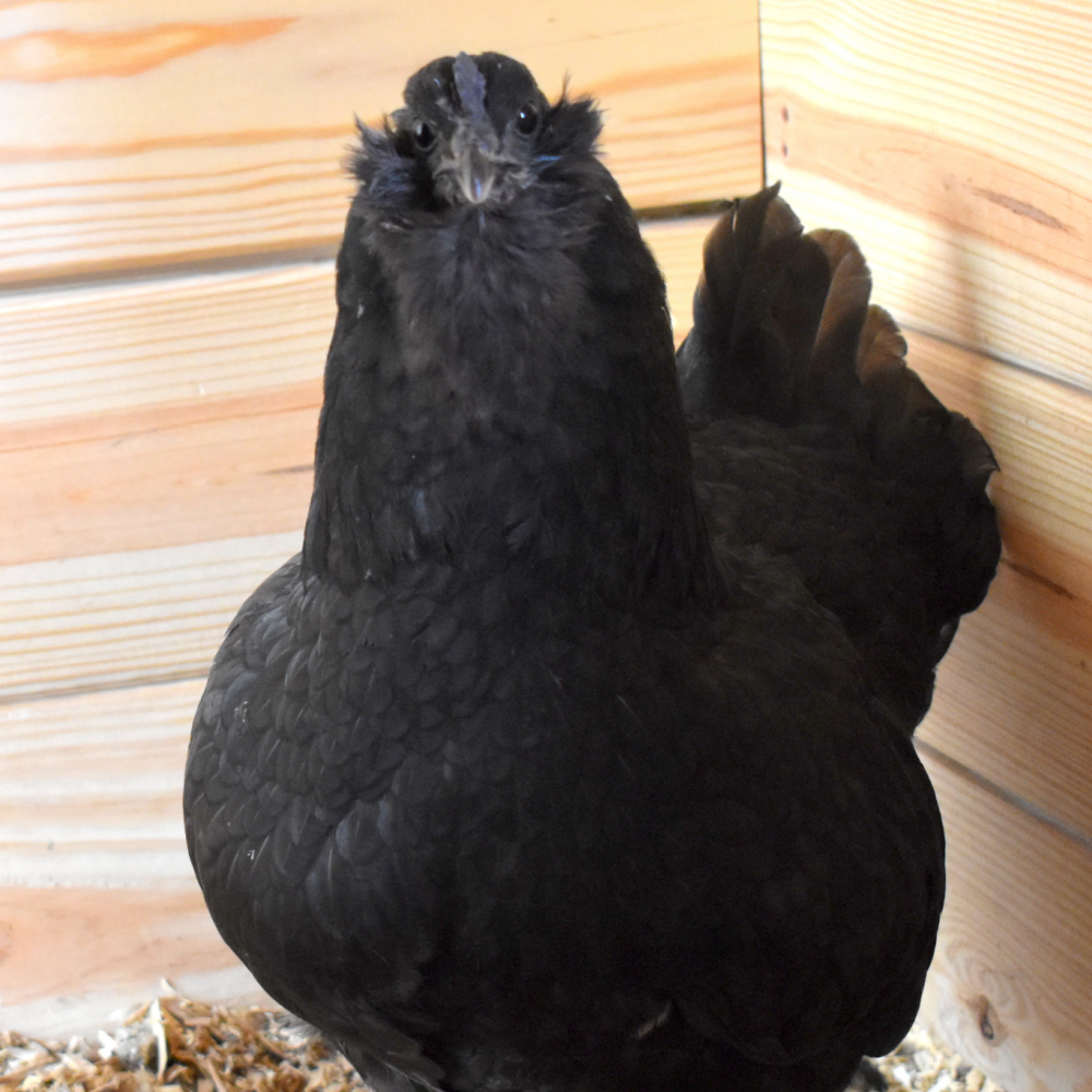 Black Easter Egger Hen