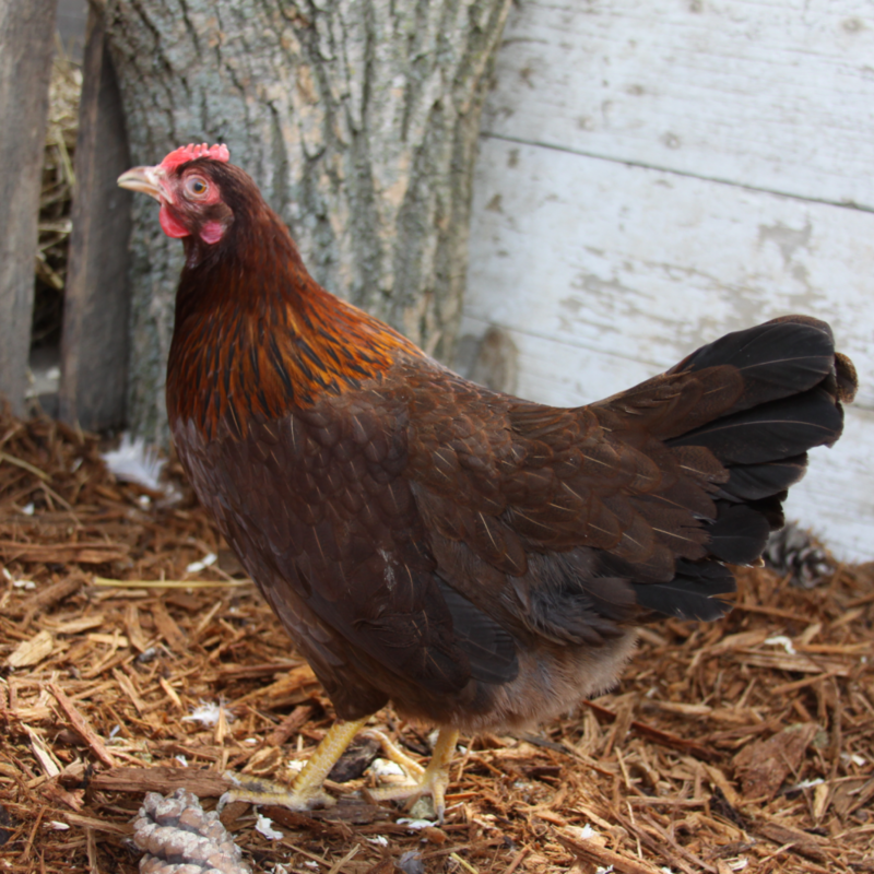Welsummer Bantam Day Old Chicks - Discontinued