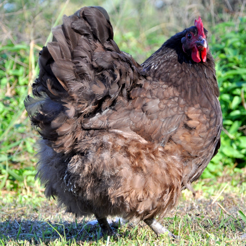 Chocolate Orpington Day Old Chicks