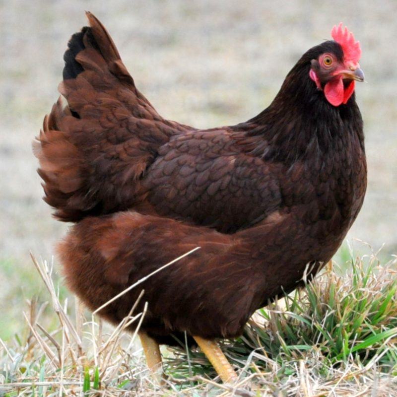 Dual Purpose Chickens