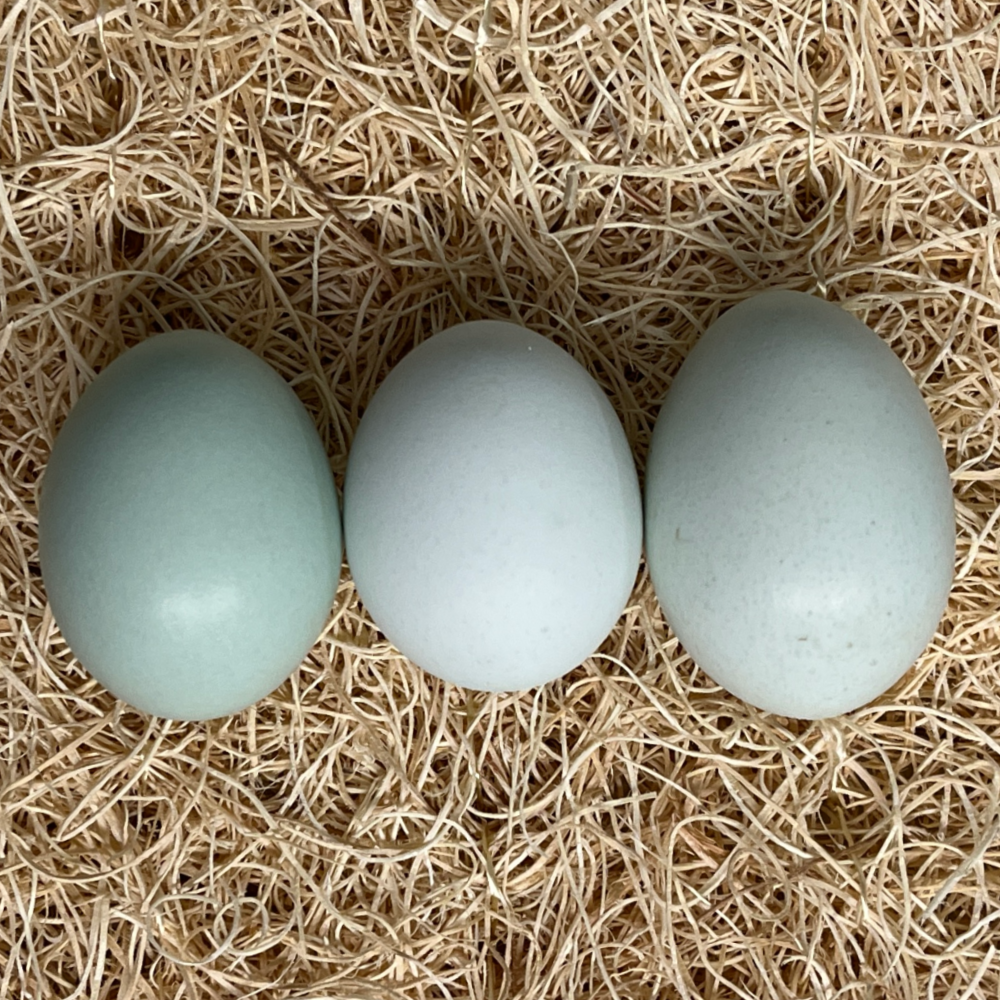Blue (BBS) Laced Red Wyandotte Day Old Chicks