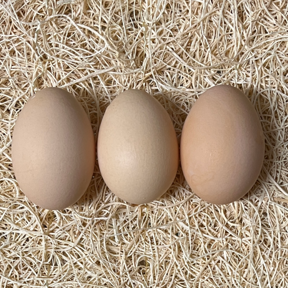 Dominique Hen Eggs