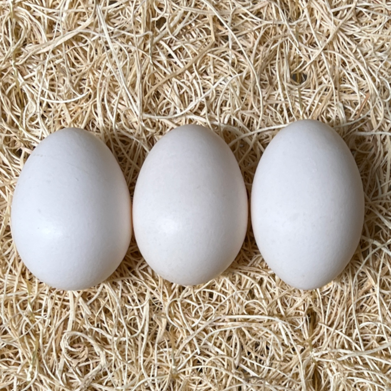 White Crested Black Polish Bantam Hatching Eggs
