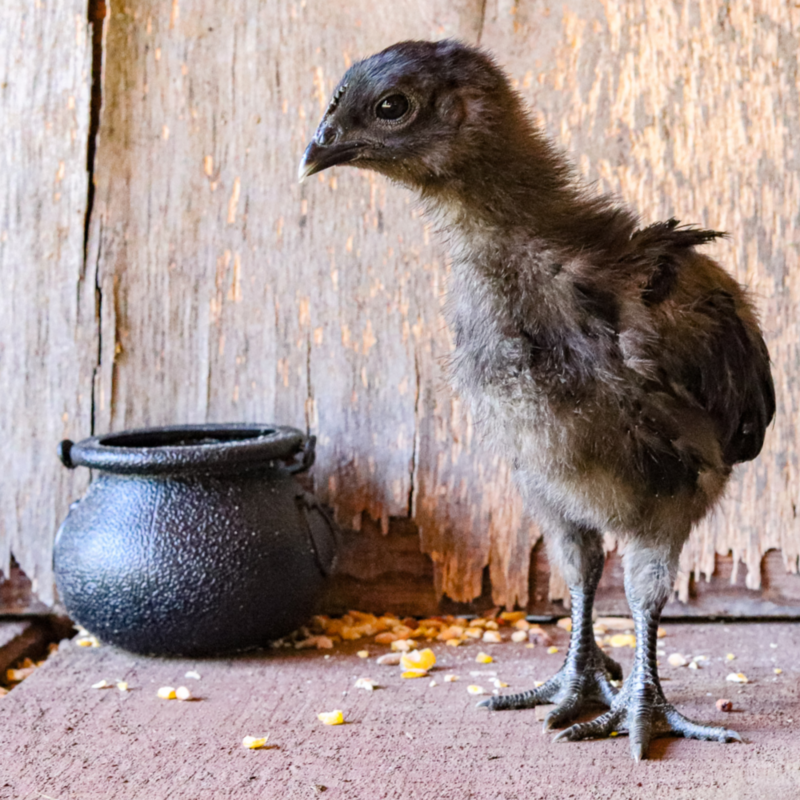 Products — Meyer Hatchery