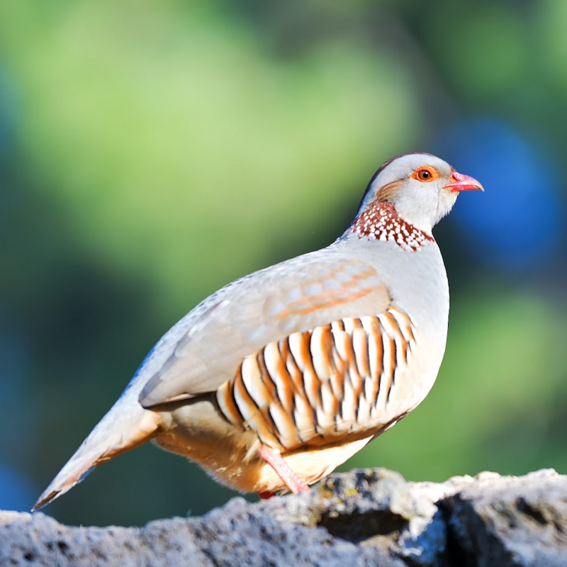Barbary Partridge Juvenile Pair
