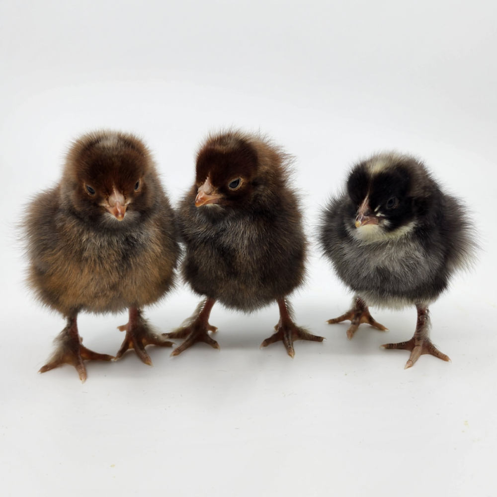 Cuckoo Maran Chicks