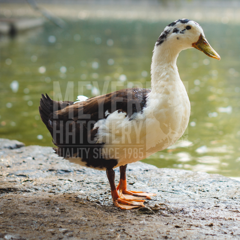 Magpie Day Old Ducklings